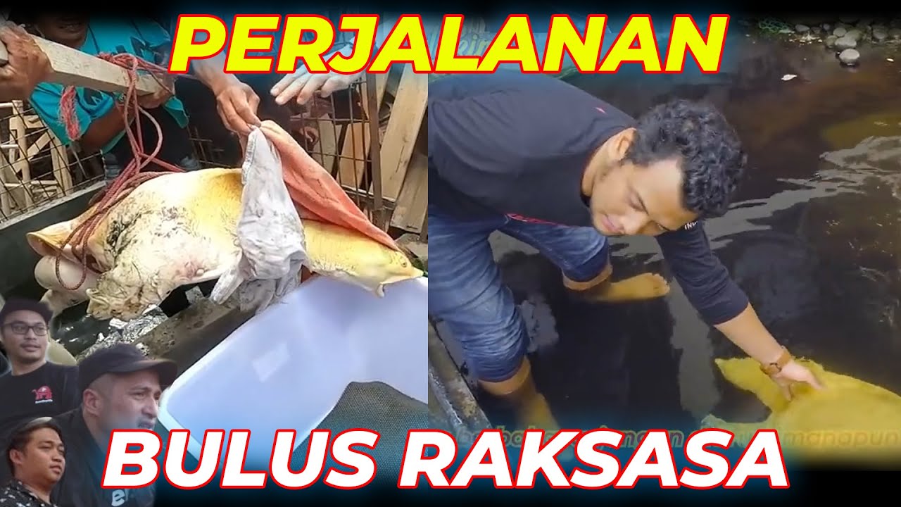 BULUS RAKSASA YANG FENOMENAL !! AWAL MULA PANJI MENAKLUKAN BULUS ...
