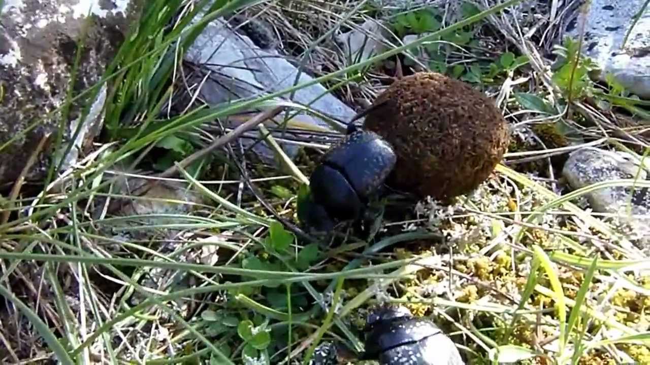 Balegar ili kotrljan - YouTube