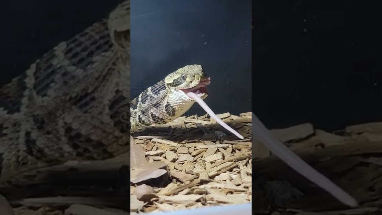 Hybrid rattlesnake swallows a mouse! #rattlesnake #venomoussnakes # ...