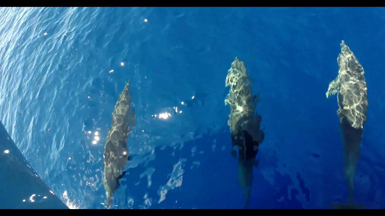Bottlenose Dolphins bow riding - YouTube