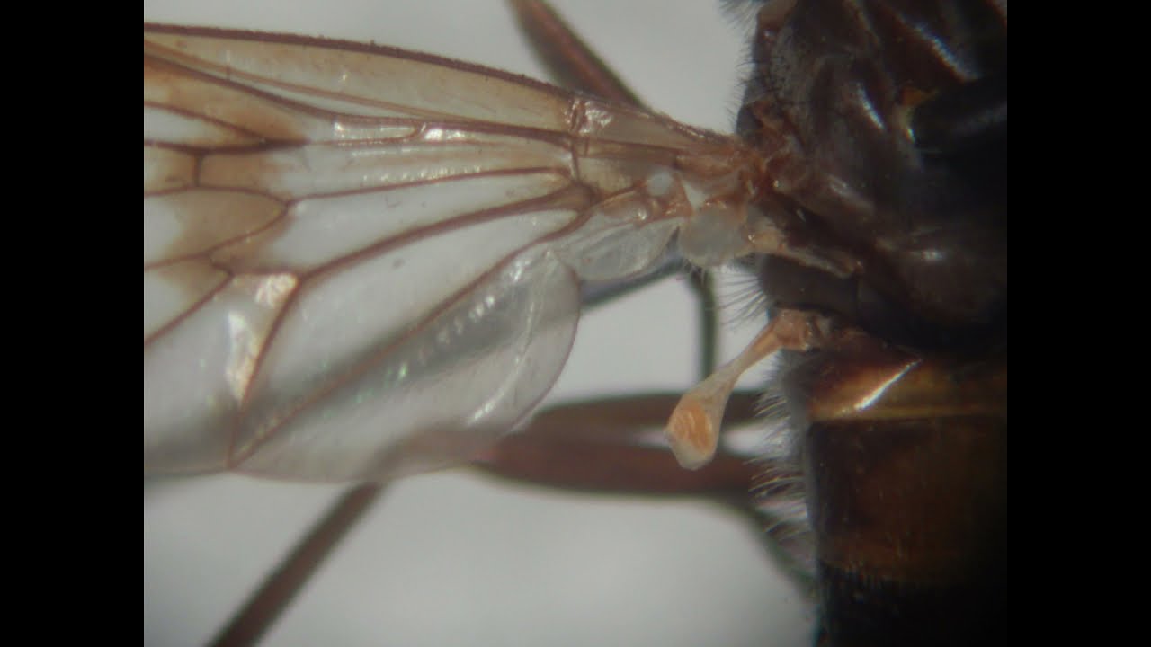 Diptera Halteres