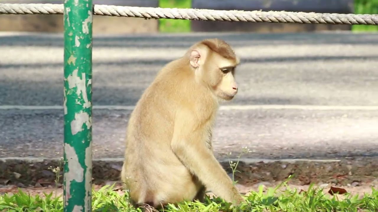 Pongo Monkey is Popular in amber Group - YouTube