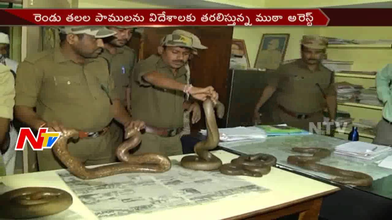 Two Headed Snakes Exporting Gang arrested by Forest Officers ...