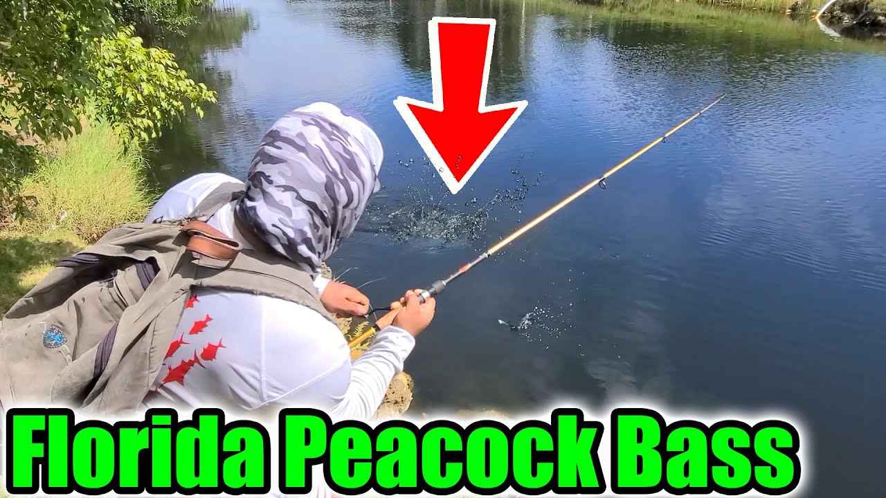 Freshwater Fishing in South Florida! Peacock Bass - YouTube