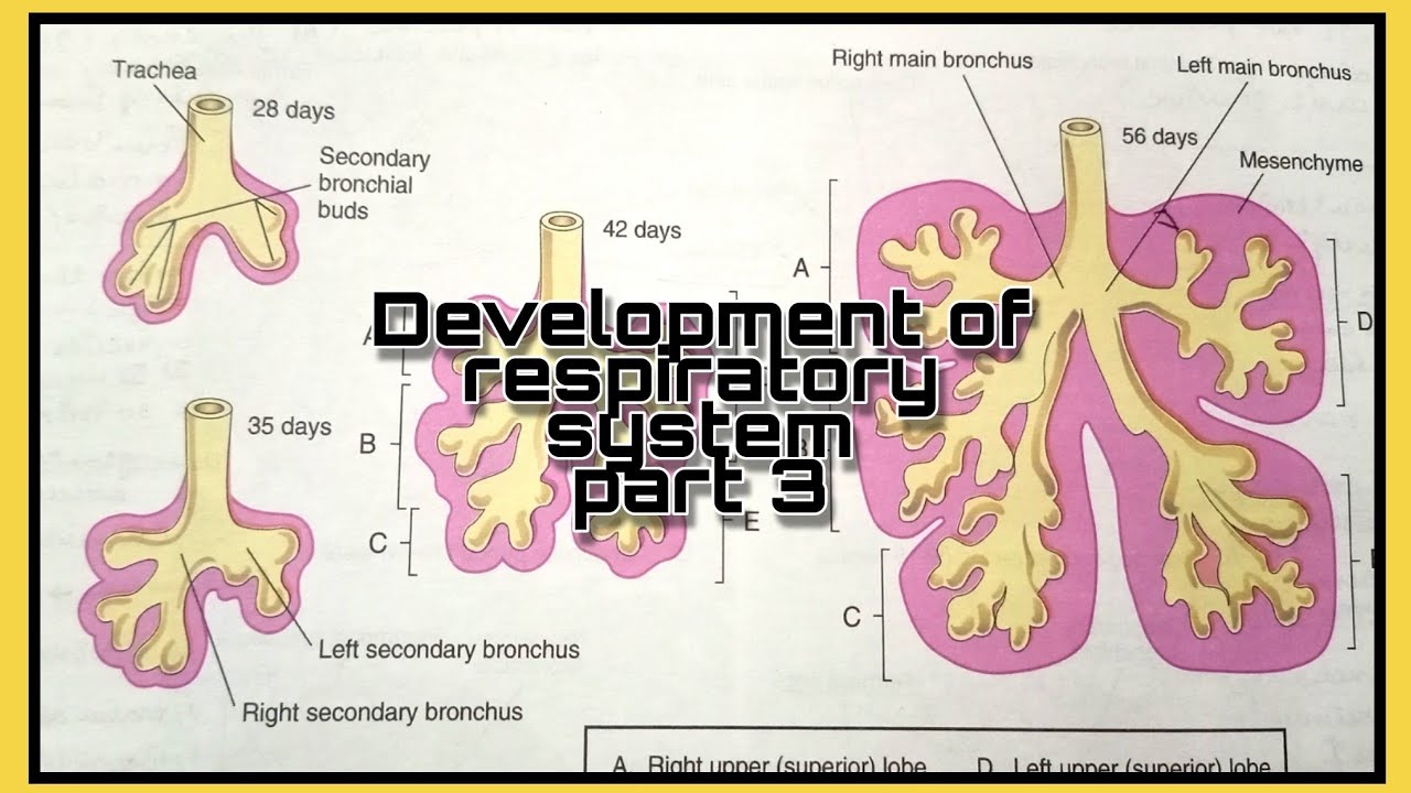 Development of respiratory system Part 3 | Maturation of lungs - YouTube
