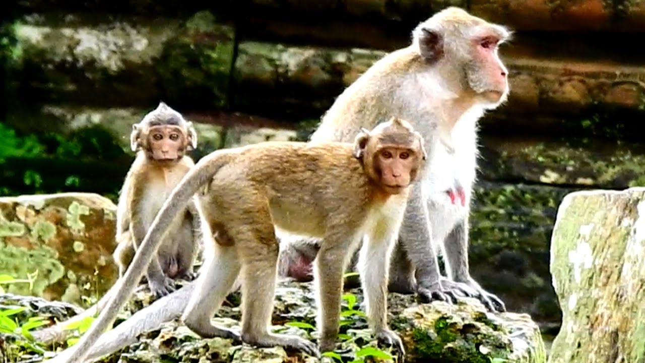 Congratulation! Jane Monkey Even Both BB Jazzy nd Jody Monkey Keep ...