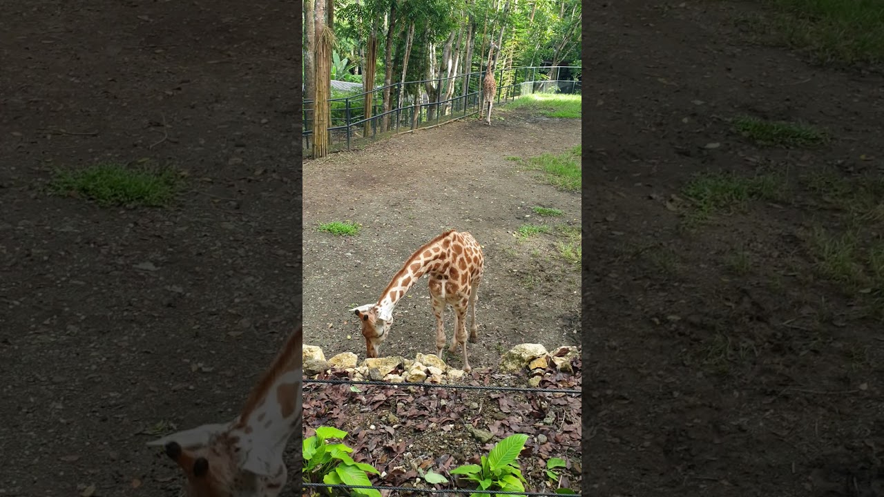 Cebu Safari and Adventure Park Teaser #CebuSafari #animals #Zoo - YouTube
