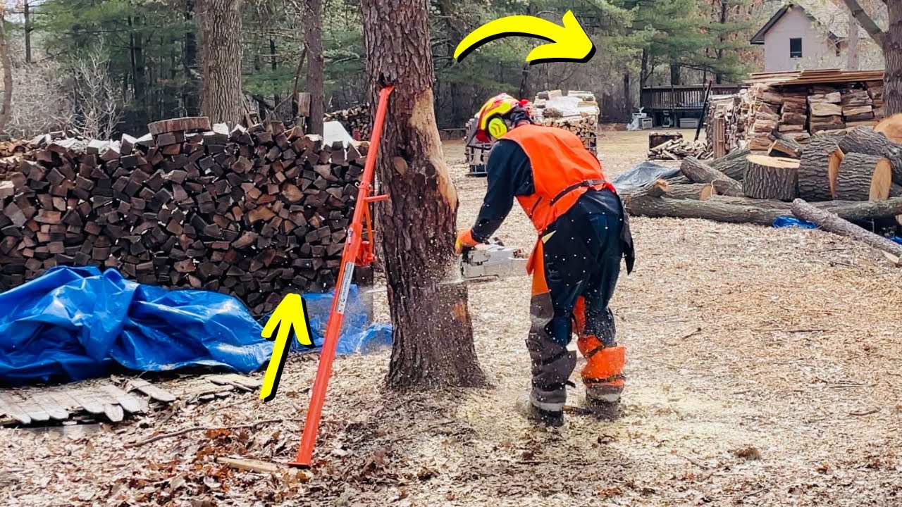 Assisted Tree Felling - This Is A Pretty Cool Tool - YouTube