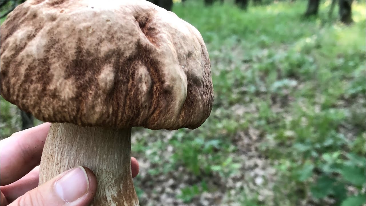 Dupa hribi in padurile din jurul Clujului - YouTube