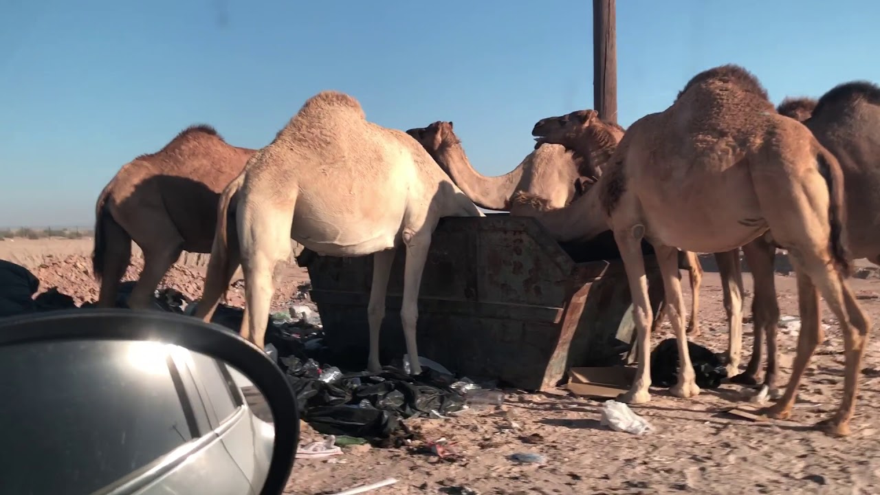 Camels Eating Garbage in Al Ain desert - YouTube