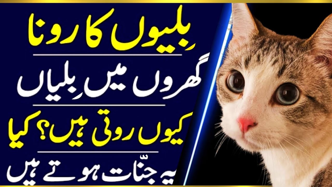 Signs Of Jadu Don't Ignore Cat's Crying | Ghar Me Billi Kyun Roti Hai ...