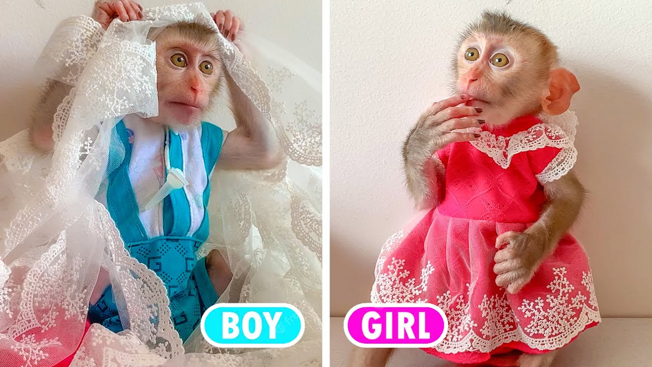 So cute! Monkey Puka wears a dress made by Mom for the first time - YouTube