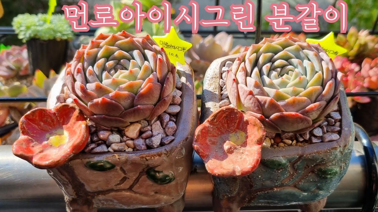 먼로아이시그린 쌍둥이 분갈이 반가워서 두 포트나 품어왔어요~ 뿌리깍지가 있어서 하나는 뿌리를 많이 잘랐어요 앞으로 어떻게