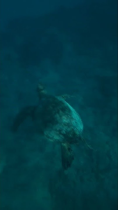 up close with sea turtles part 2 - YouTube