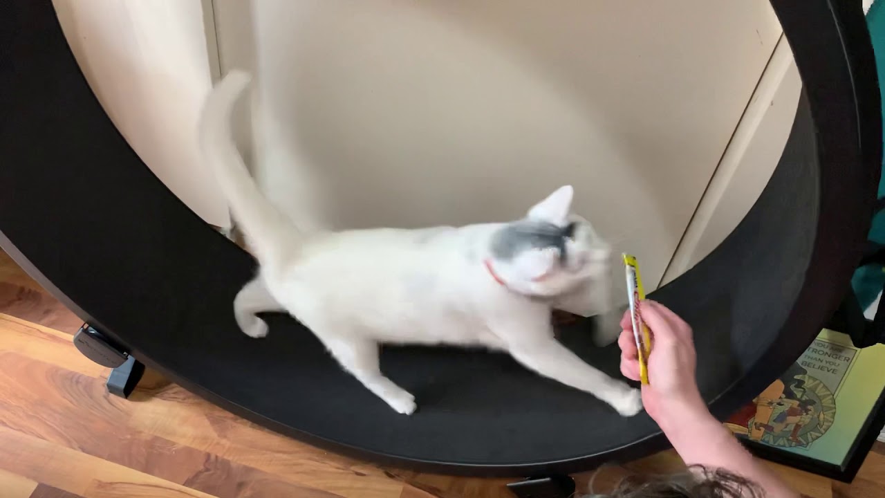 Running of the Chonk - YouTube