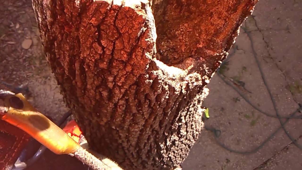 Arizona Ash Tree cavities and spray foam filler - YouTube