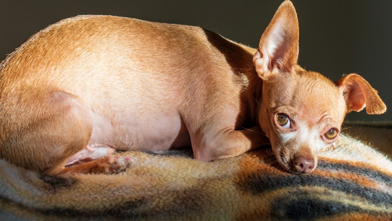 My Chihuahua Dog Suffers from PTSD After Physical Abuse. This is How I ...