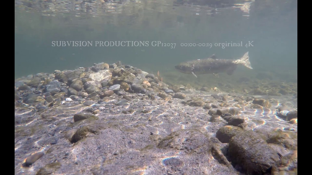 female chinook in spawn bed 4K stock footage - YouTube