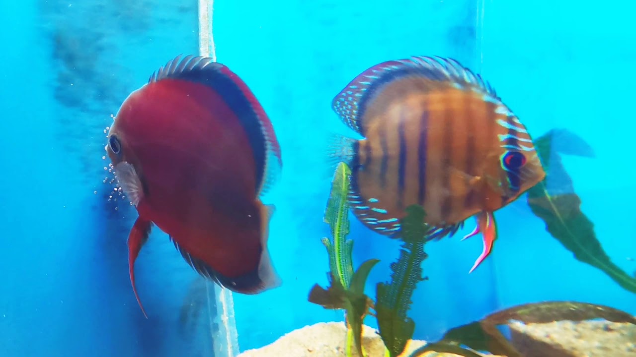 Rare Wild Discus & Angel Fish Breeding ! - YouTube