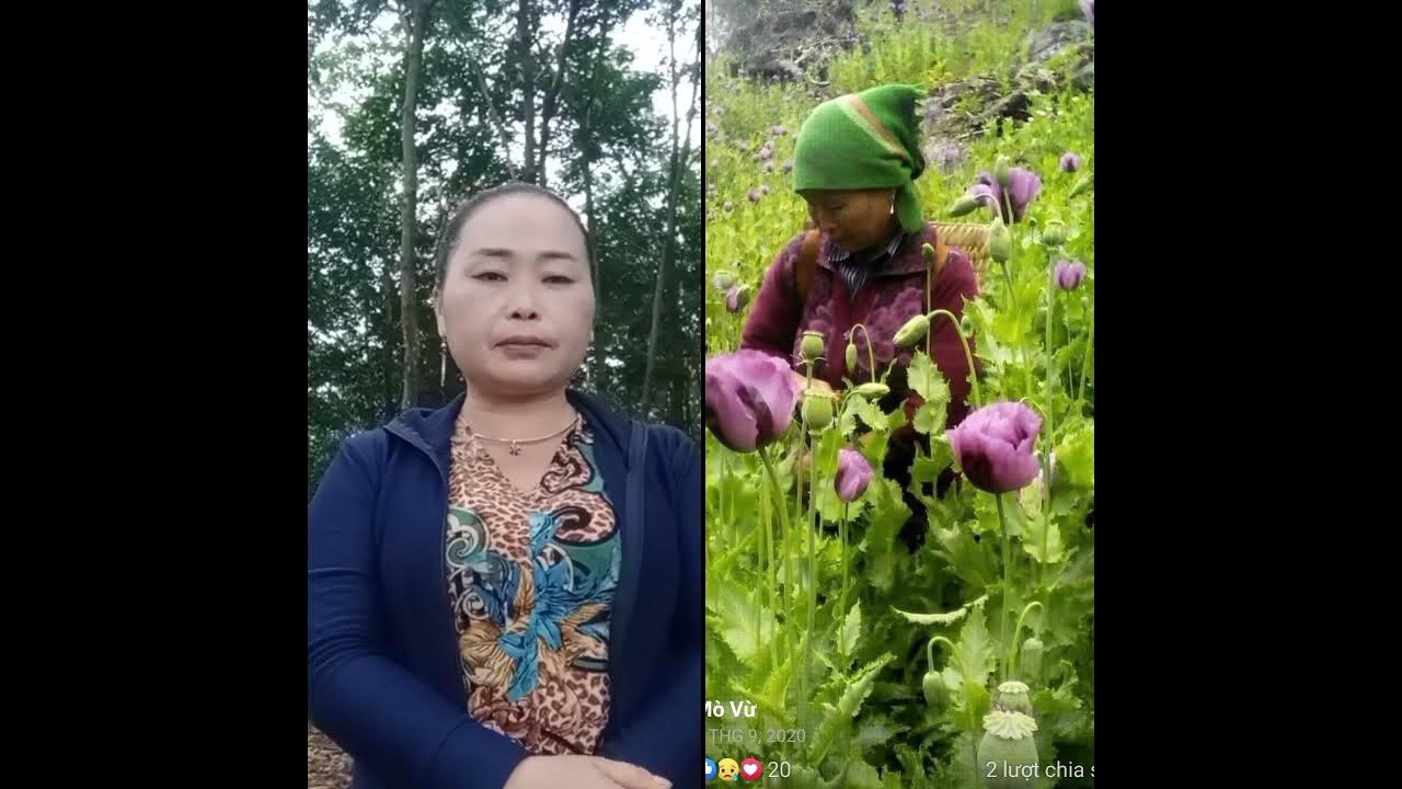 mos vwj kwv txhiaj ntsuag niam 29/10/2024 - YouTube