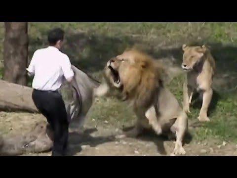 Crazy Man Entered The Lions Cage in Taipei Zoo [ Man Vs Lions] - YouTube