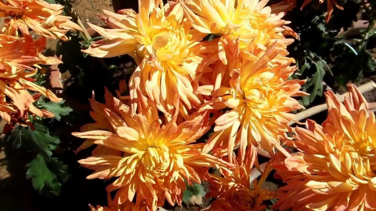 chrysanthemum flowers great lookers beautiful - YouTube