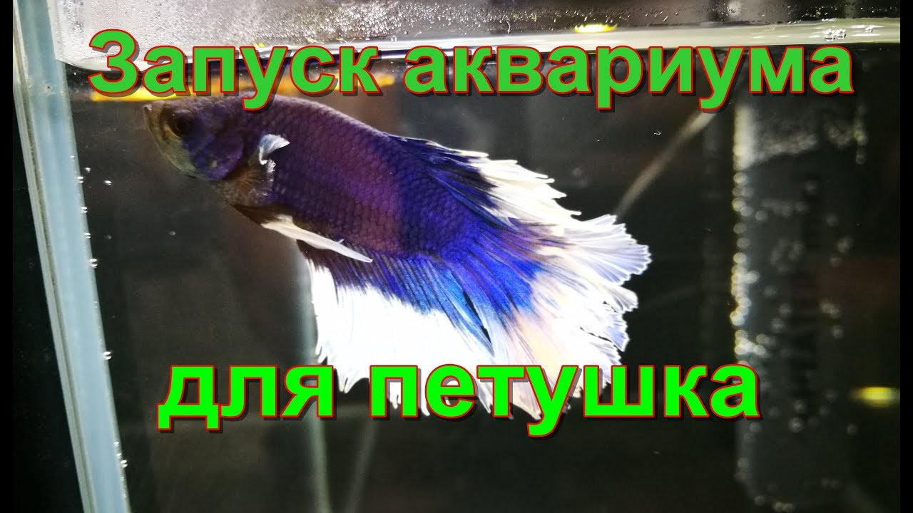 Запуск аквариума для петушка - YouTube