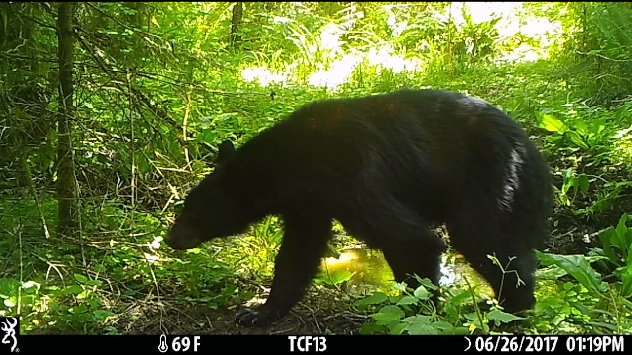 Black Bear - YouTube