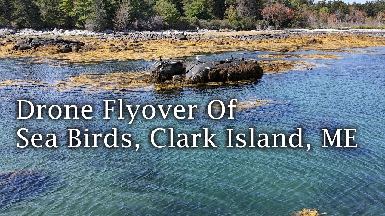 Drone Flyover Of Sea Birds, Clark Island, Maine - YouTube