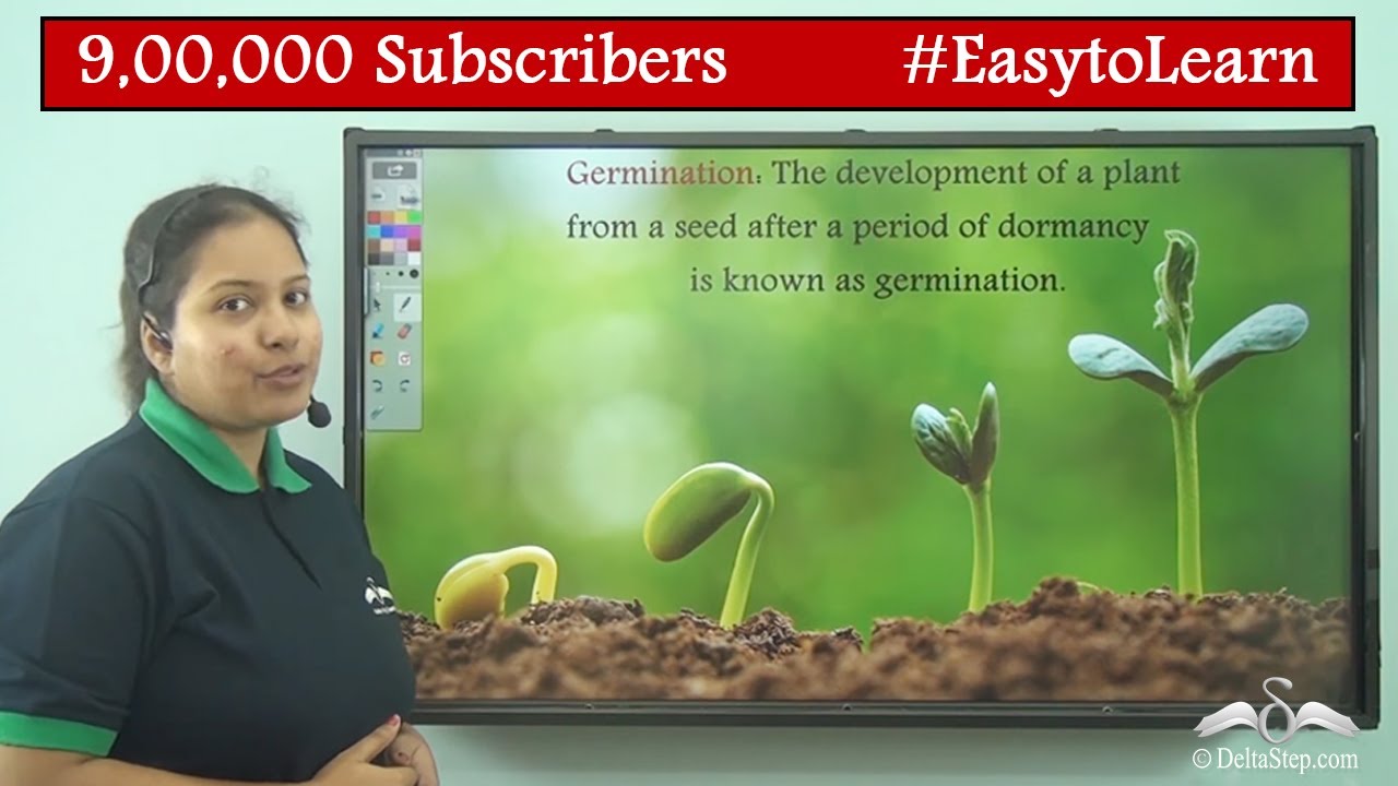 Germination of Seed| Diagram | Class 5 | CBSE | NCERT | ICSE - YouTube