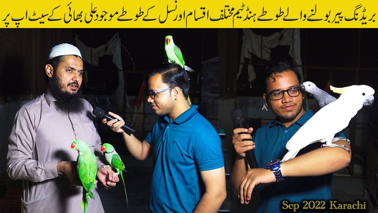 Ali Bhai Parrots Setup| Exotic Talking and Breeder Parrots - YouTube