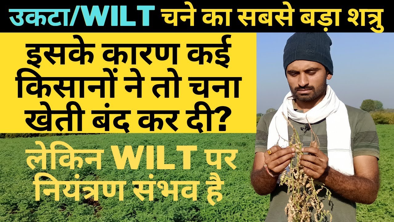 wilt disease in gram/chickpeas🌱 | उकटा और कॉलर रॉट लक्षण और नियंत्रण के ...