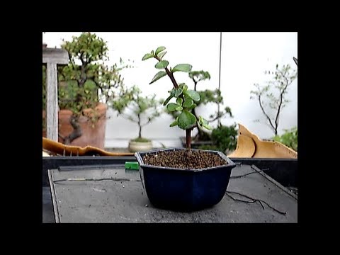 Propagating Bonsai Jade in your home or garden - YouTube