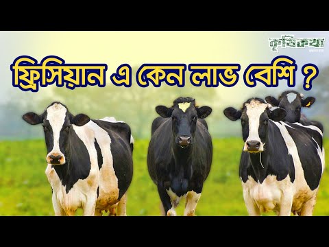 হোলস্টাইন ফ্রিজিয়ান জাতের গরু  লাভজনক কেন । Why are Holstein Frisian cows economically beneficial