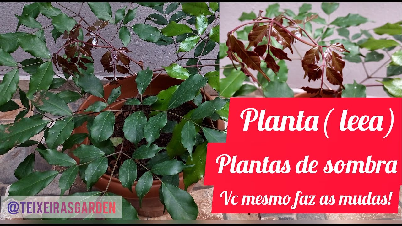 Léia – Leea coccinea como cuidar e como fazer mudas #leeacoccinea # ...