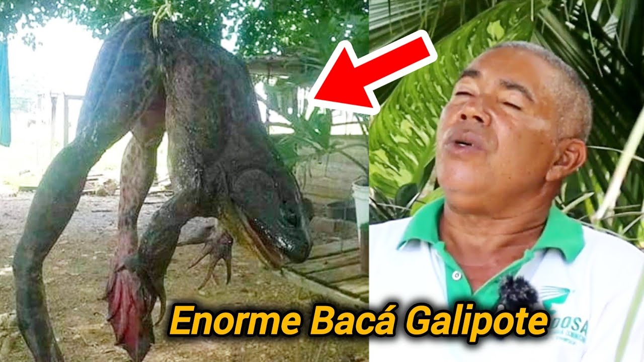 Apareció Enorme BACÁ Galipote , En un Cruze de 4 Equinas - YouTube