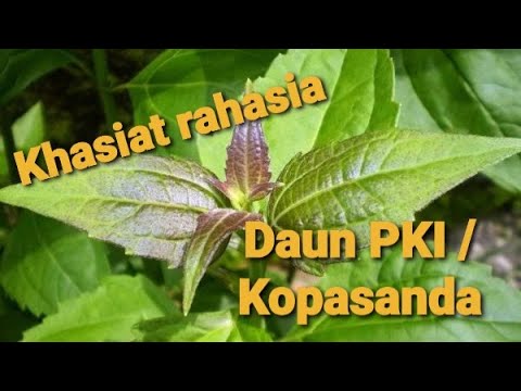 LUAR BIASA - Khasiat daun Kopasanda untuk pengobatan dan Cara ...