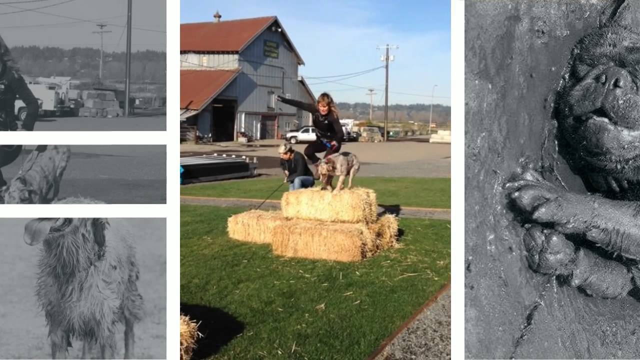 THE MUDDY MUTT RUN - YouTube