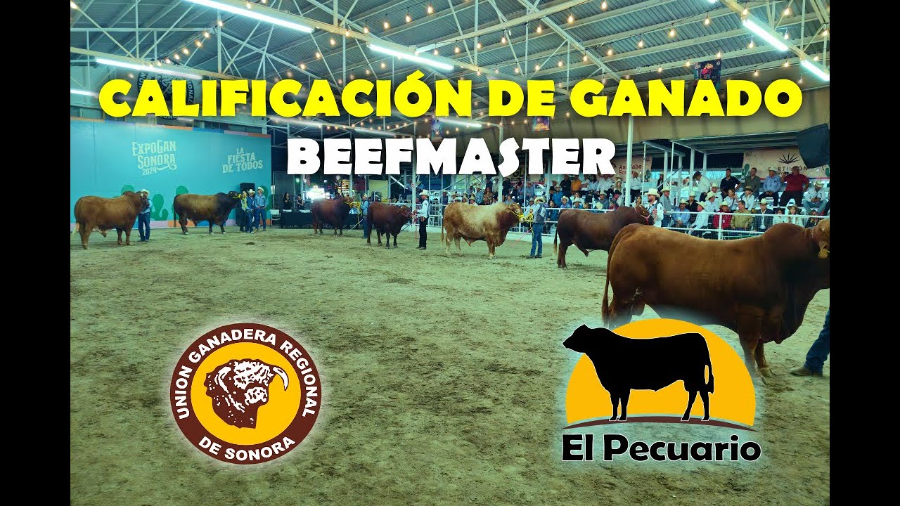 BEEFMASTER. CALIFICACIÓN EXPOGAN SONORA 2024. Cap. 4/4. Lo mejor del ...