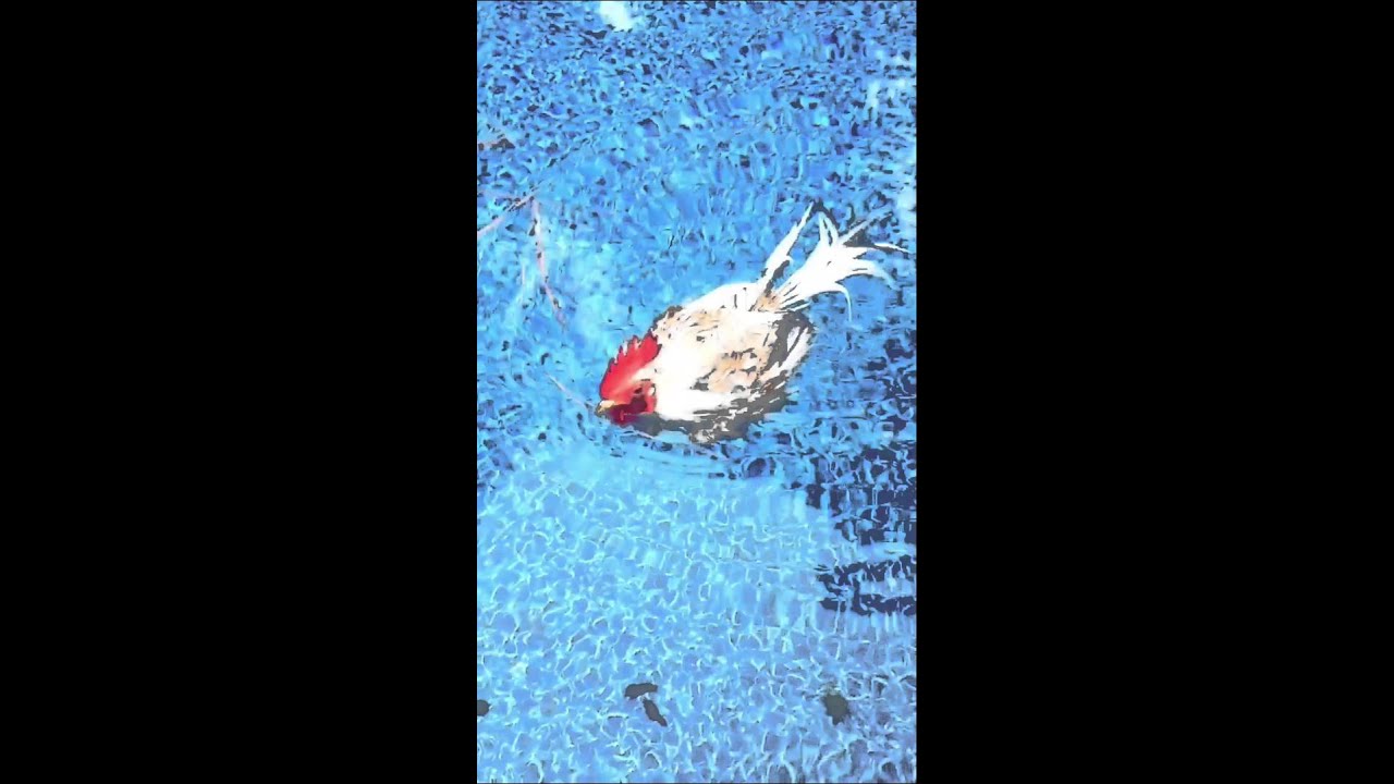 Rooster takes a swim - YouTube