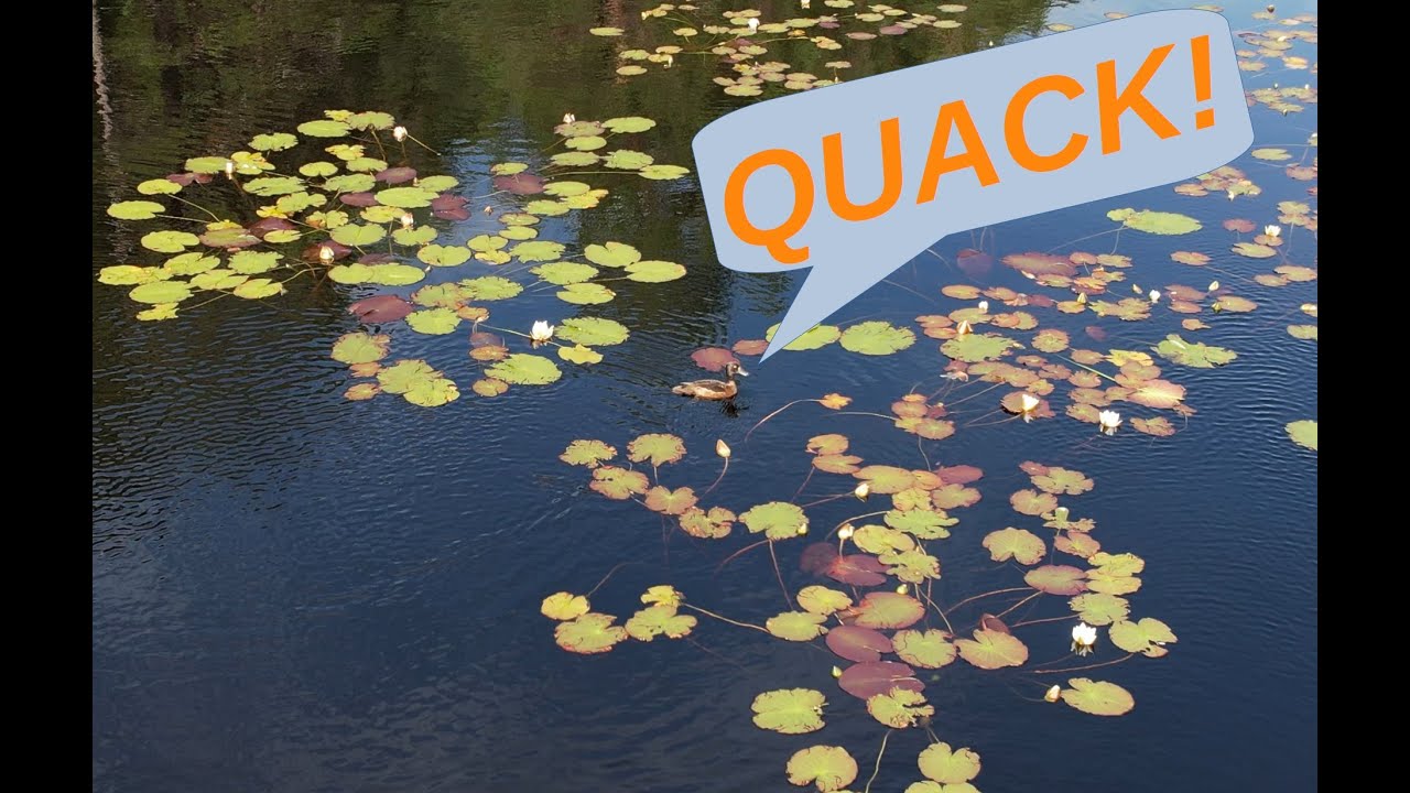 Super Duck Squadron training to save the world 💪 (4K) - YouTube