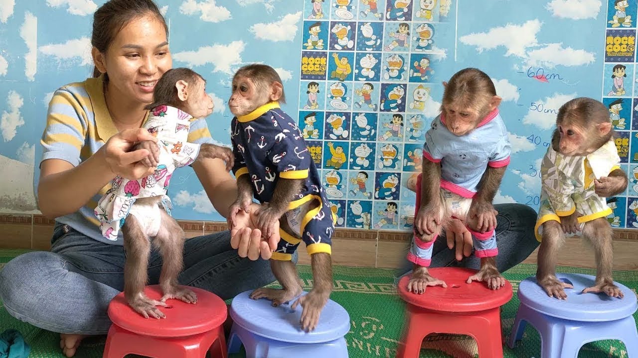 Two lovely Mimi Kuku monkeys in new fashions Mom bought - YouTube