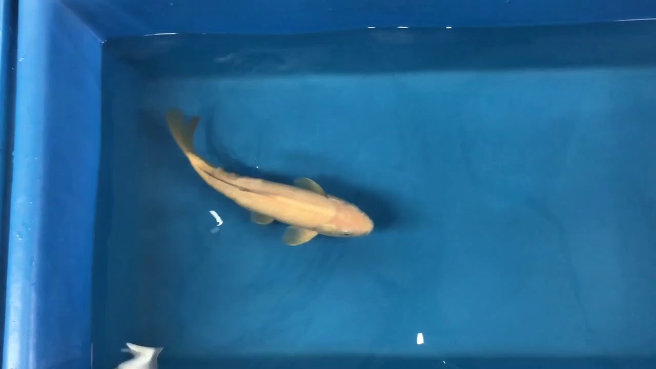 Karashigoi - Koi Carp Variety - YouTube
