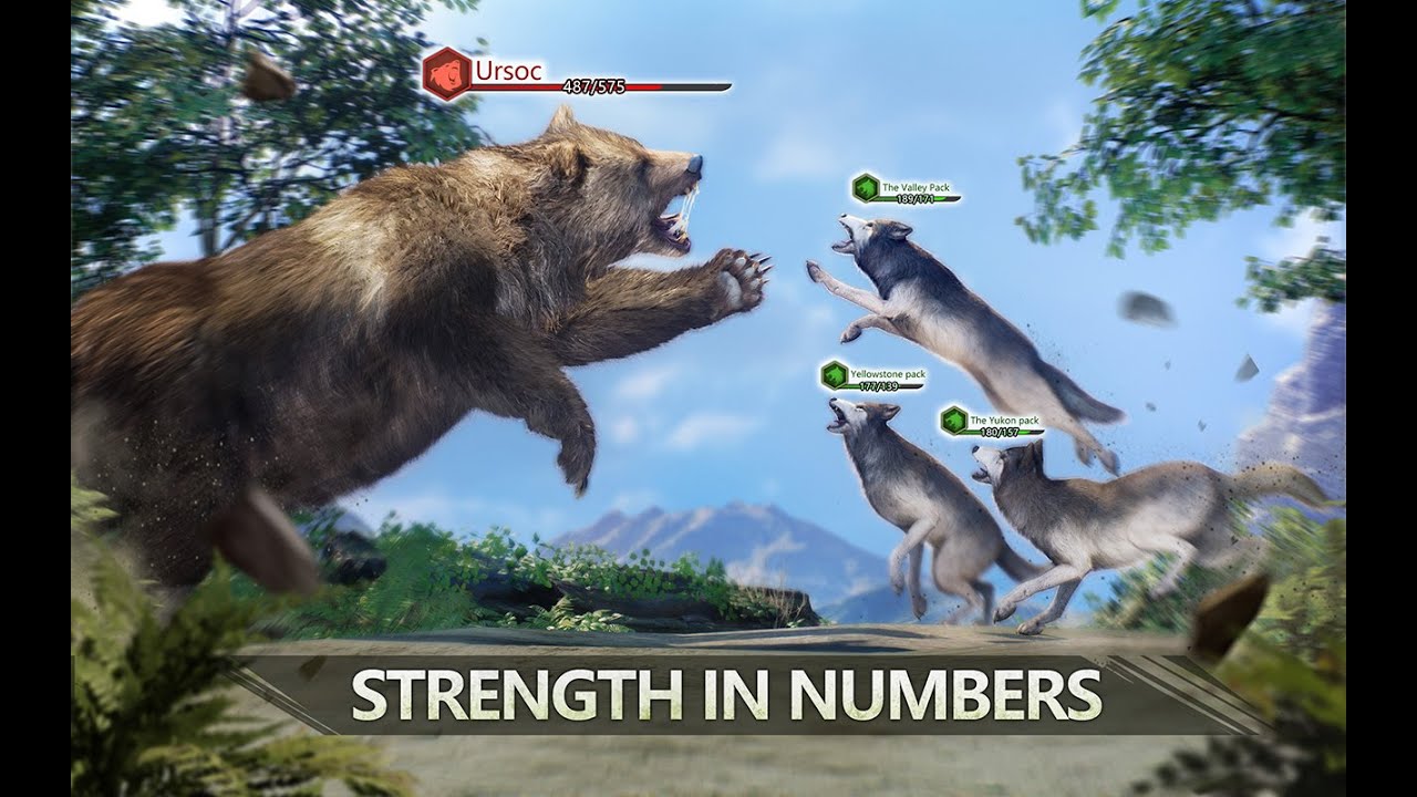 WOLVES vs BEARS | That's Why Wolves Hate Bears!? - YouTube