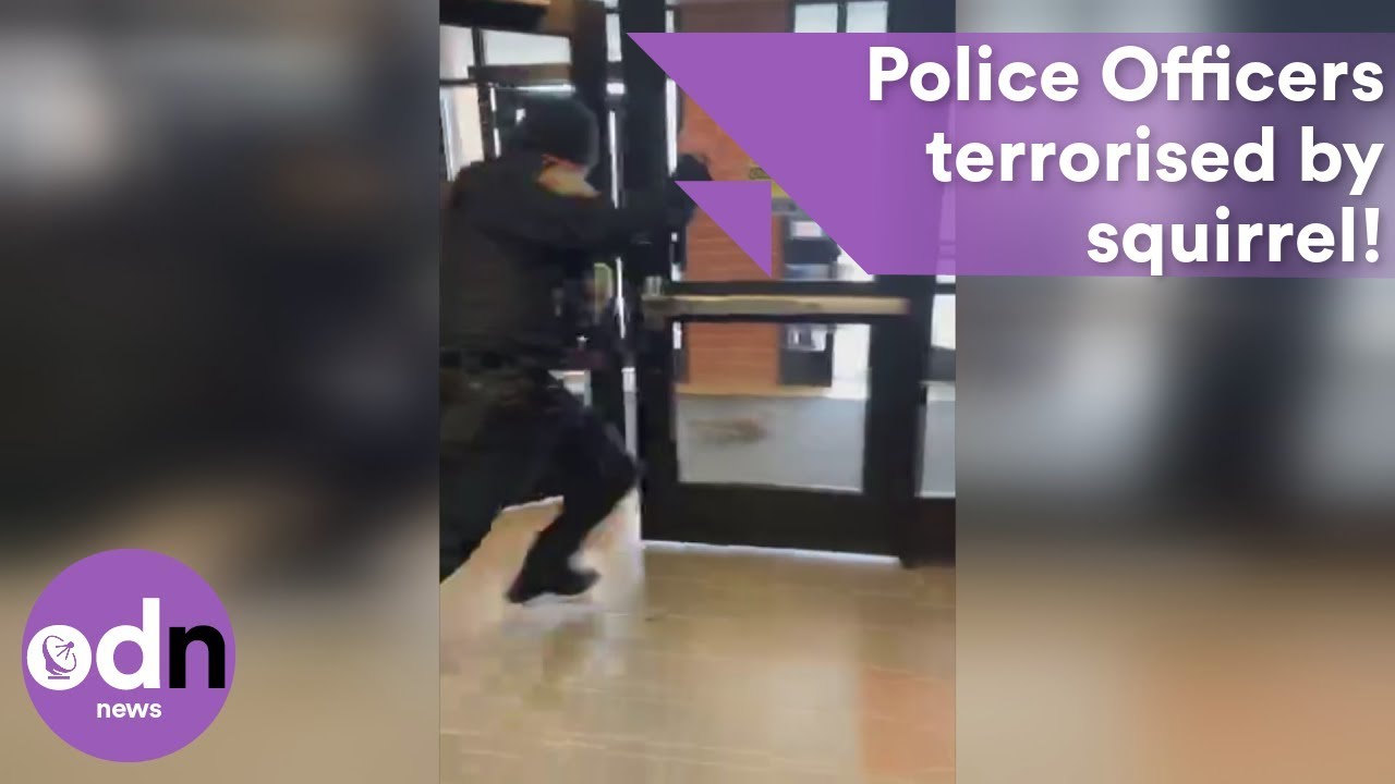 Hilarious video shows officers in Illinois terrorised by squirrel ...