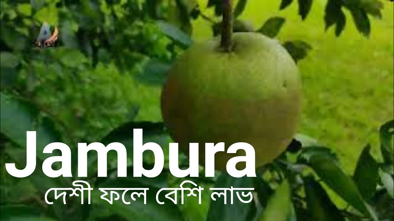 jambura fol / jambura / pomelo tree / জাম্বুরা / agro bulletin bangla ...