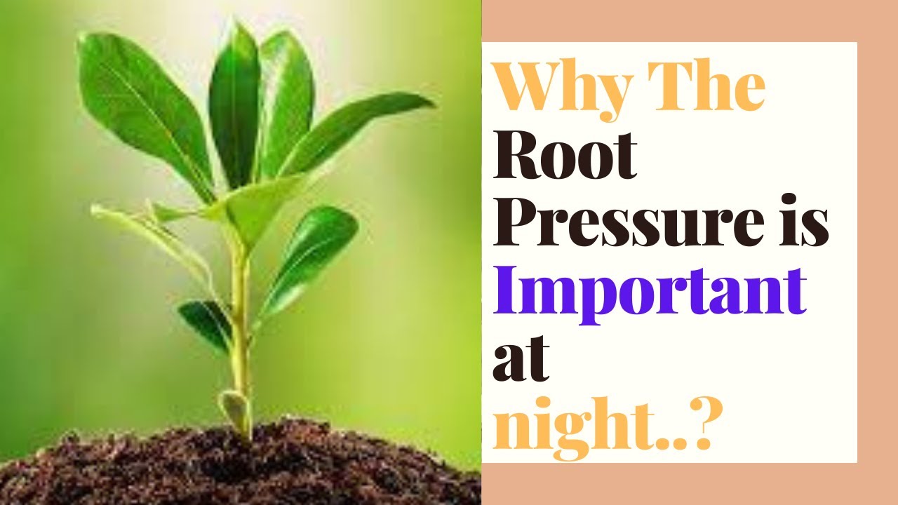 Why The Root Pressure Is Important At Night || Class 10 || Life ...