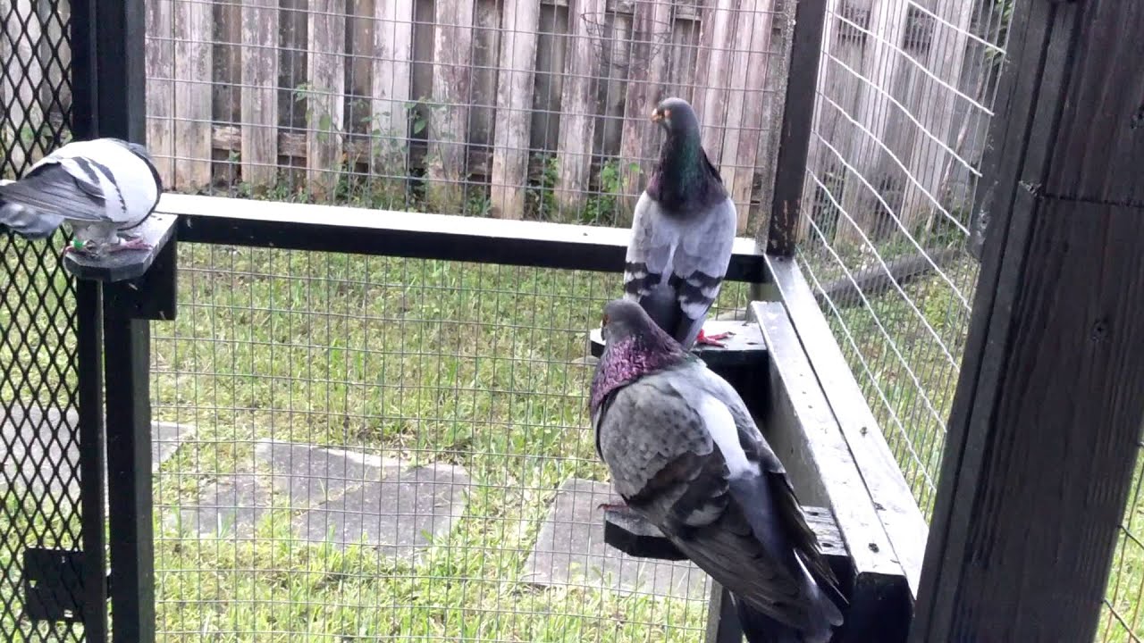 palomas cubanas de pedrito vega 6 - YouTube