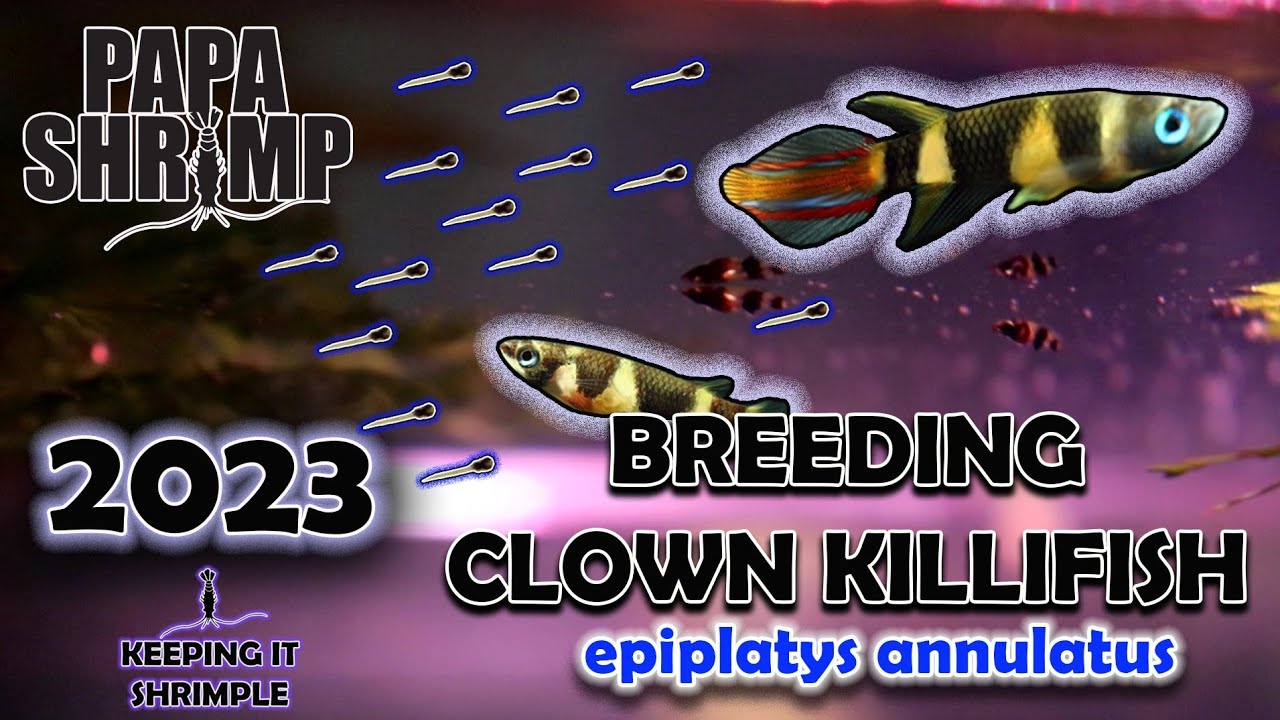 Clown Killifish Breeding 2023 (remastered) - YouTube