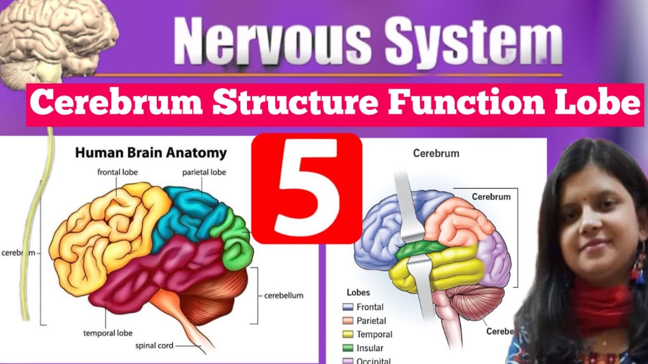 Cerebrum, Structure, Function, Lobe & Sulcus || Parts Of Cerebrum || Cerebrum || Complete ...